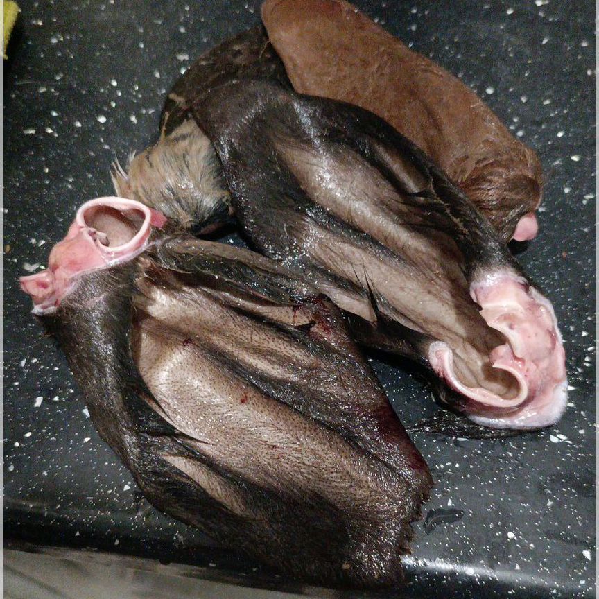 Корм для собак