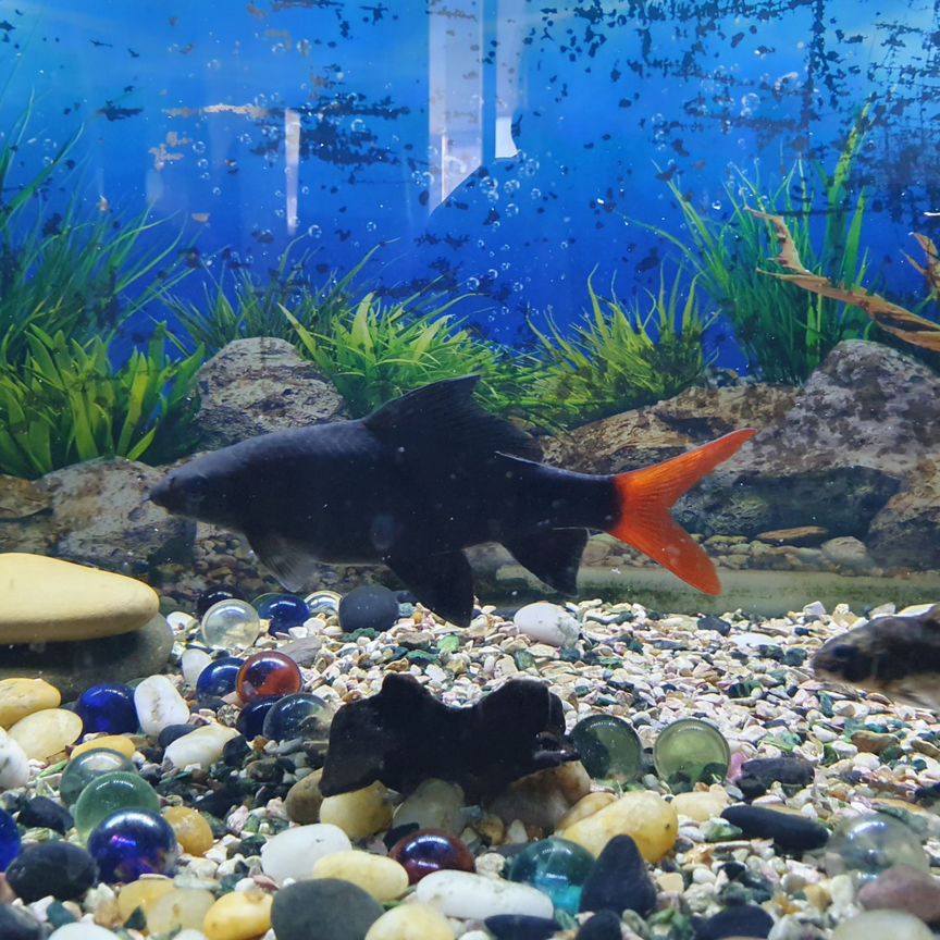 Лабео биколор