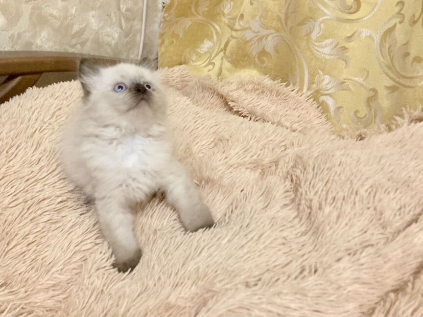 Самая нежная малышка Рэгдолл