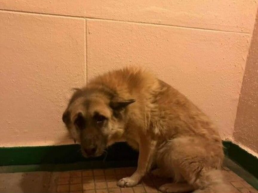 Собака в добрые руки