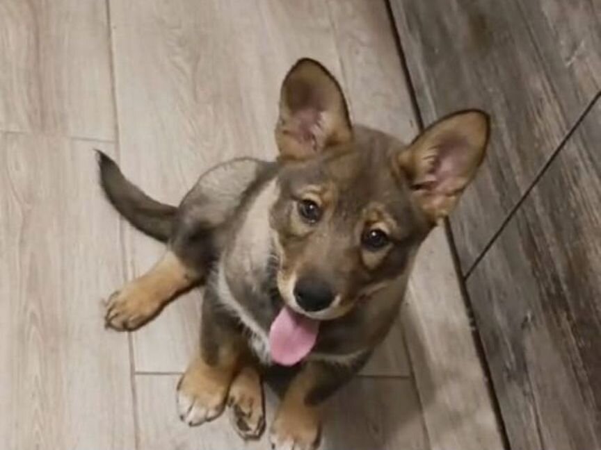 Щенок девочка Кнопа в добрые руки