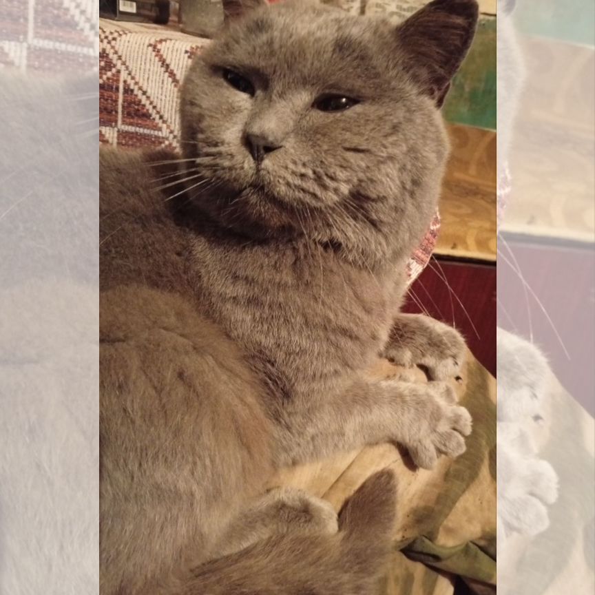 Шотландский прямоухий короткошёрстный кот, взрослый