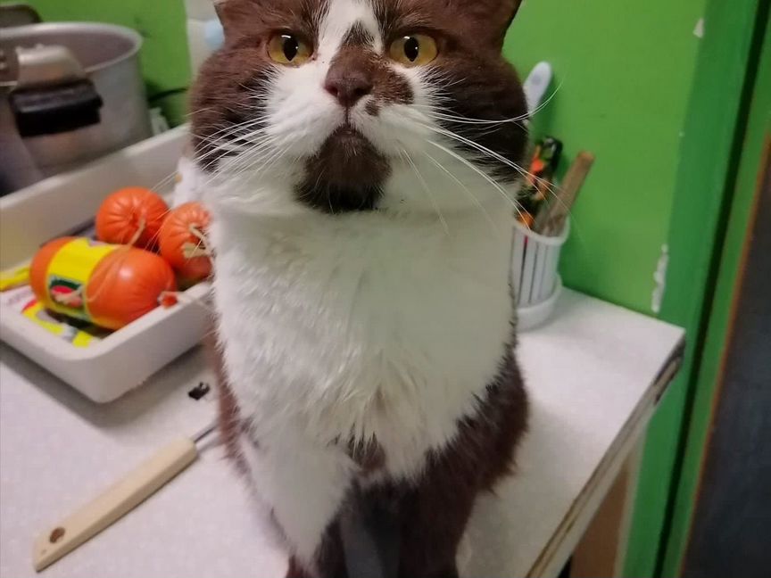 Классный кот ищет дом