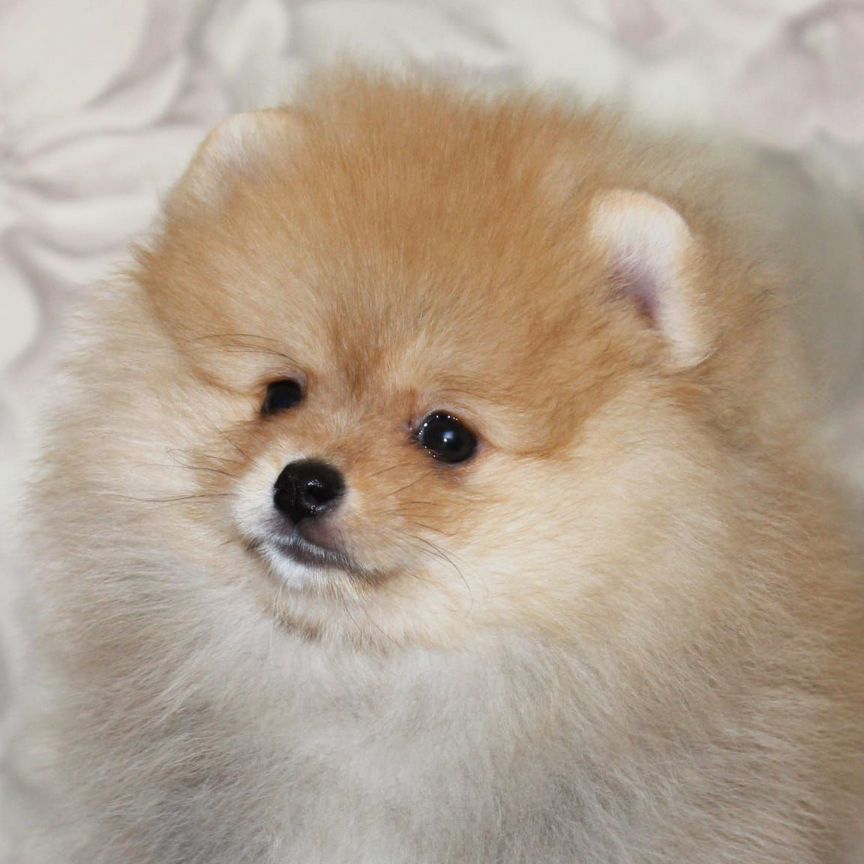 Померанский шпиц, щенок