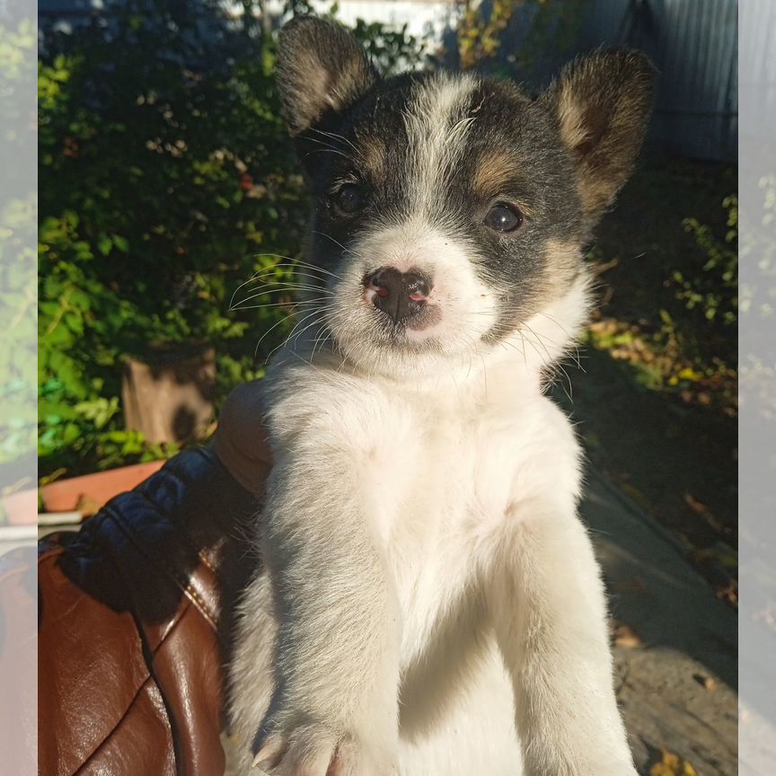 Щенков в добые руки