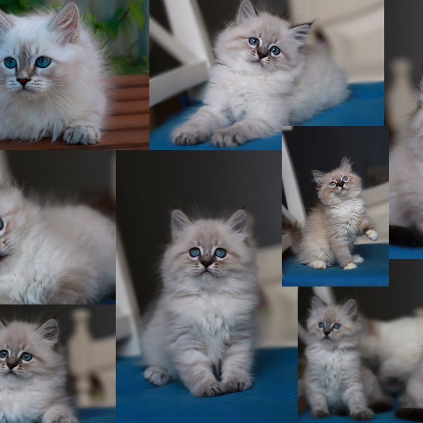 Невские маскарадные котята