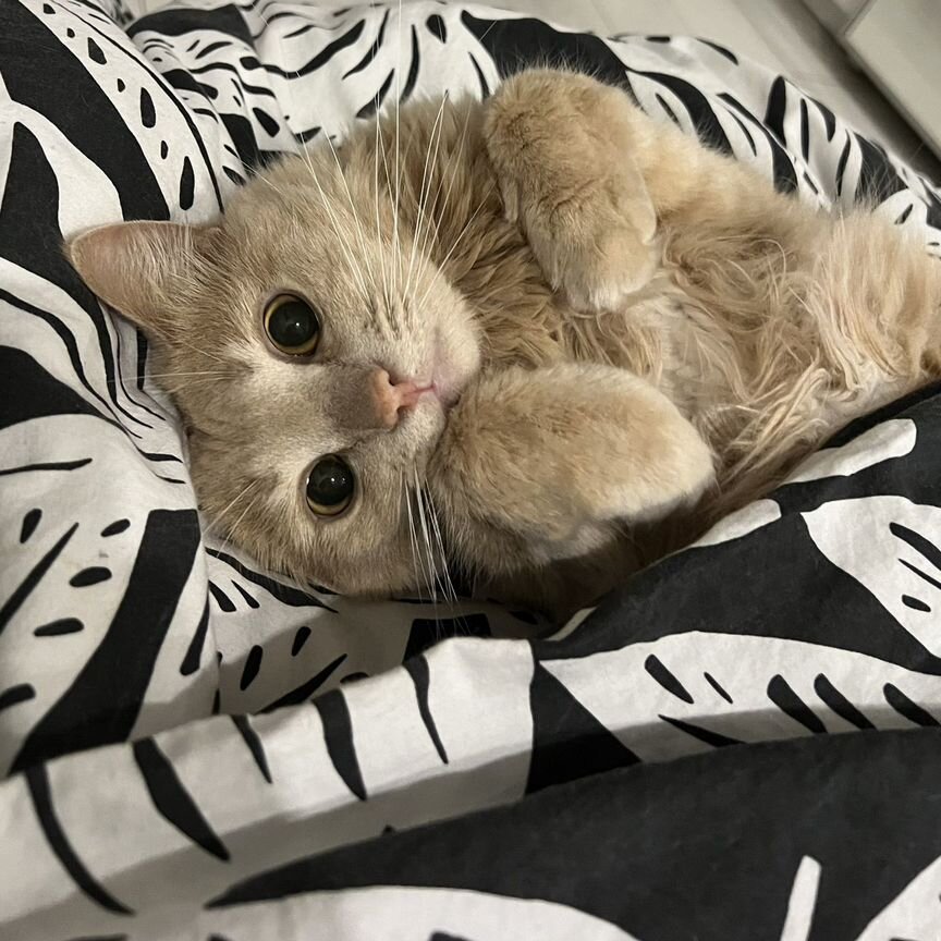 Отдадим любимого кота в заботливые руки