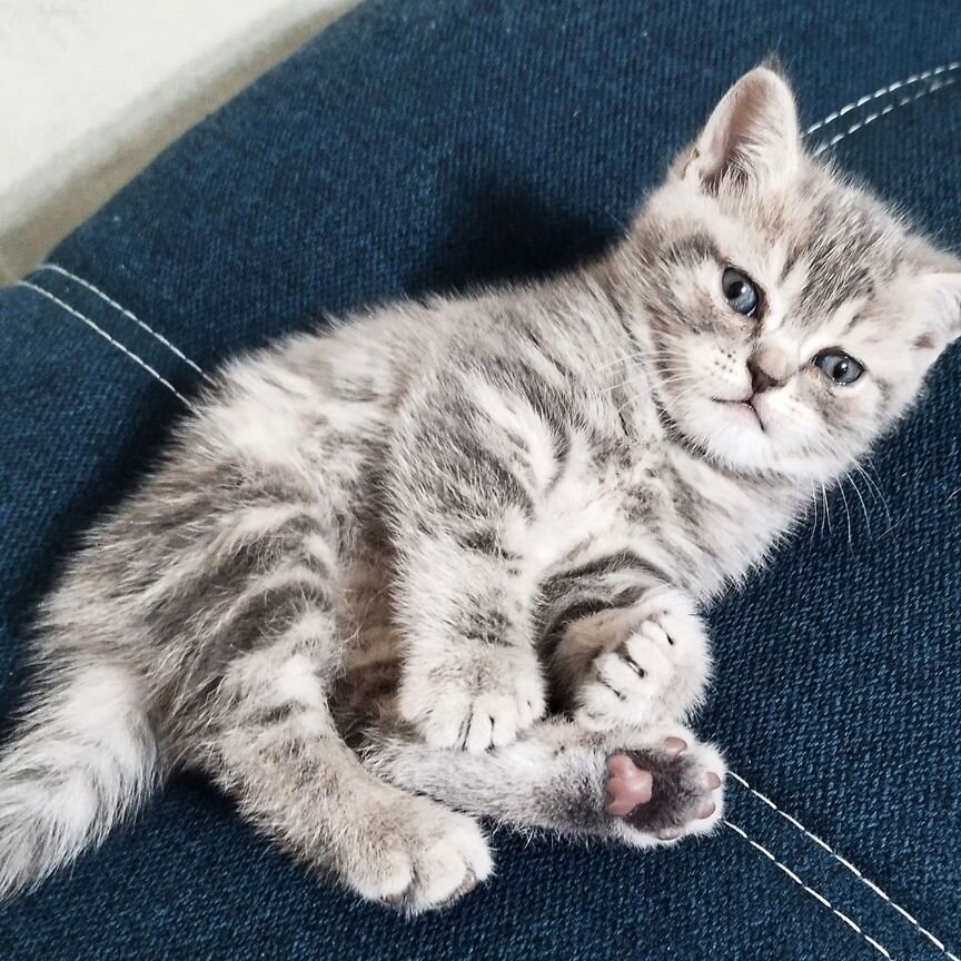 Кошечка-шотландка