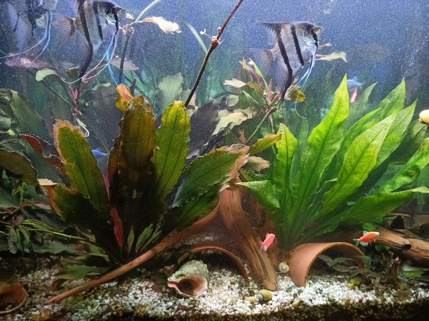 Растения в аквариум