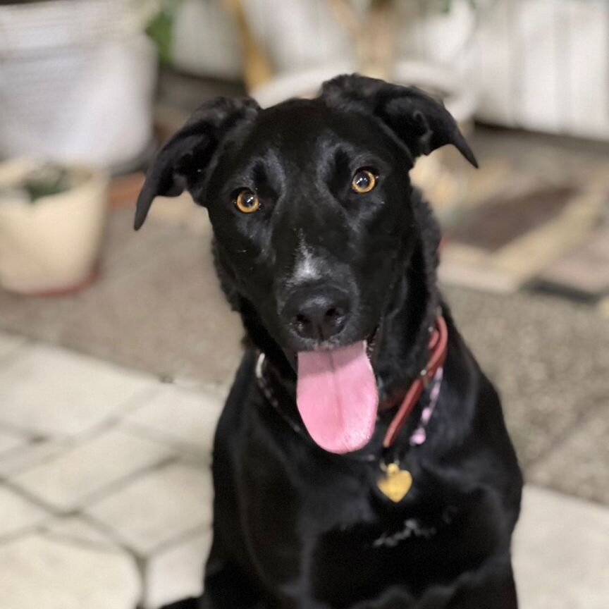 Багира в добрые руки