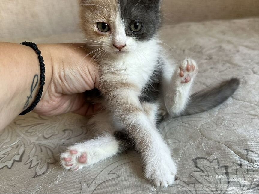 Котята бесплатно