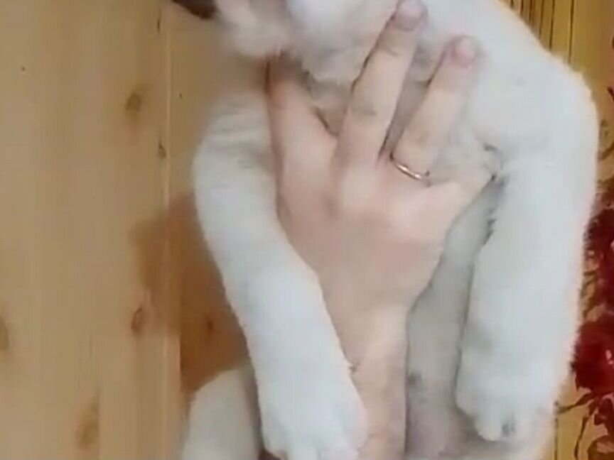 Щенки сао алабай