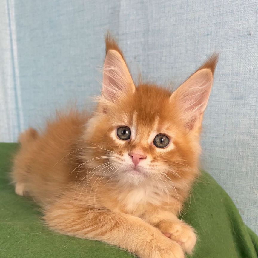 Котята мейн-кун