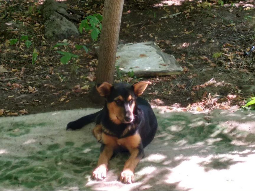 Собака в добрые руки бесплатно