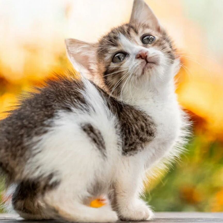 Животные в добрые руки