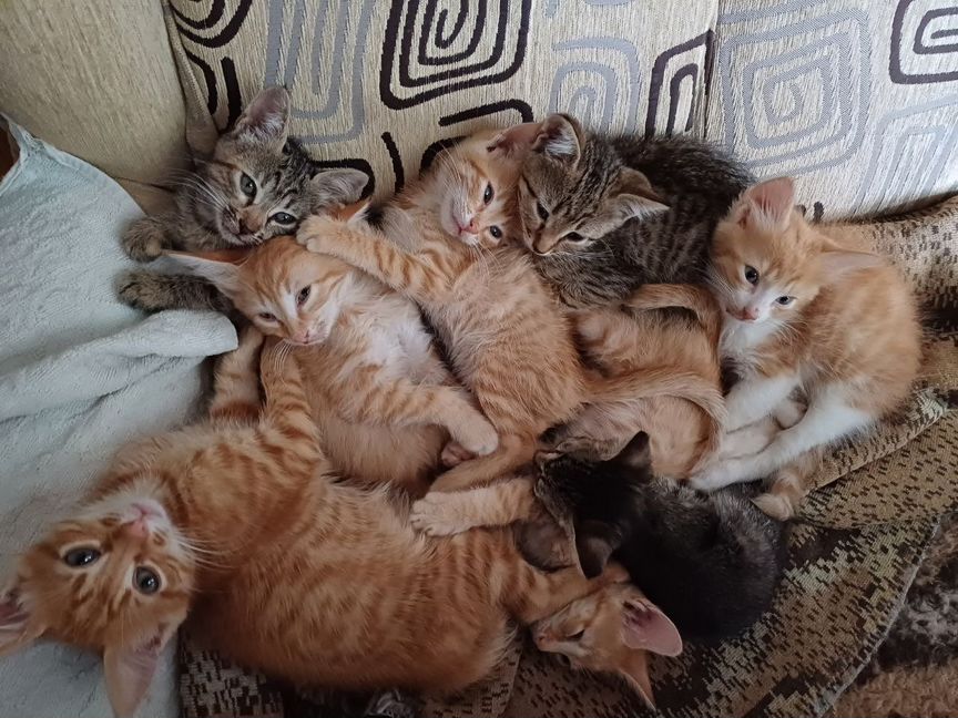 Котята в добрые руки