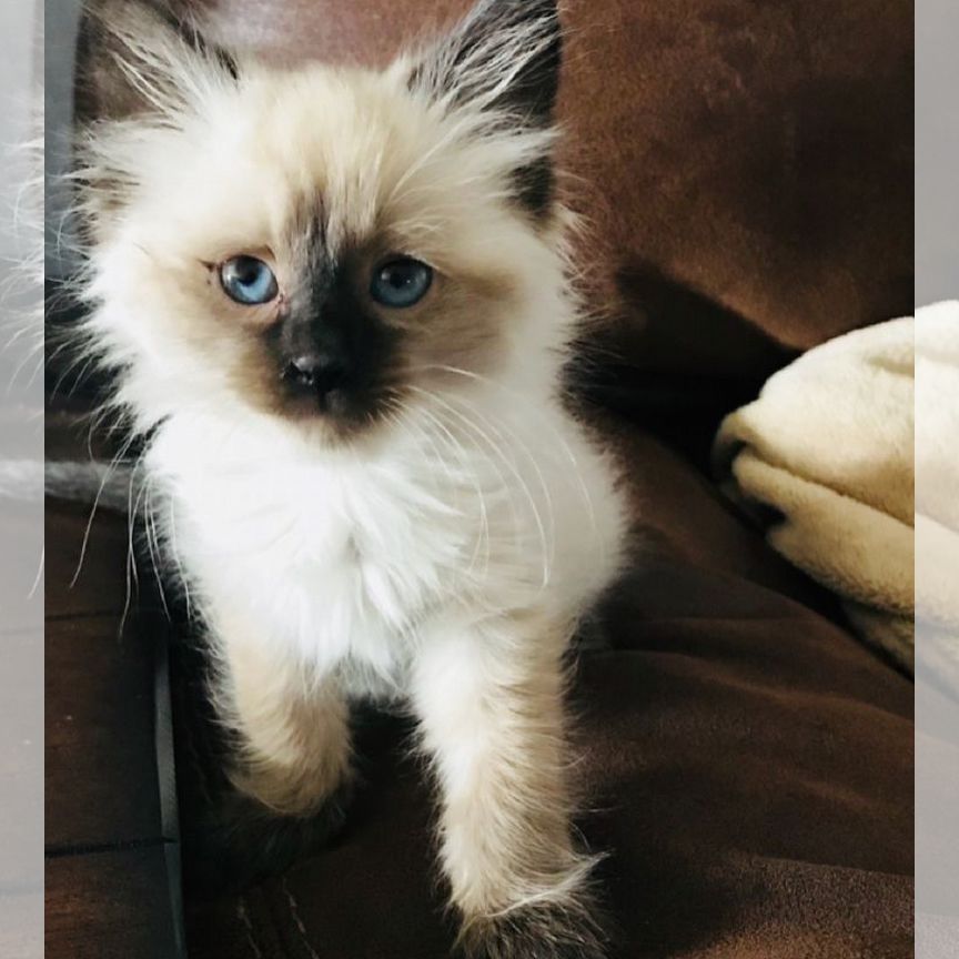 Невский маскарадный котёнок