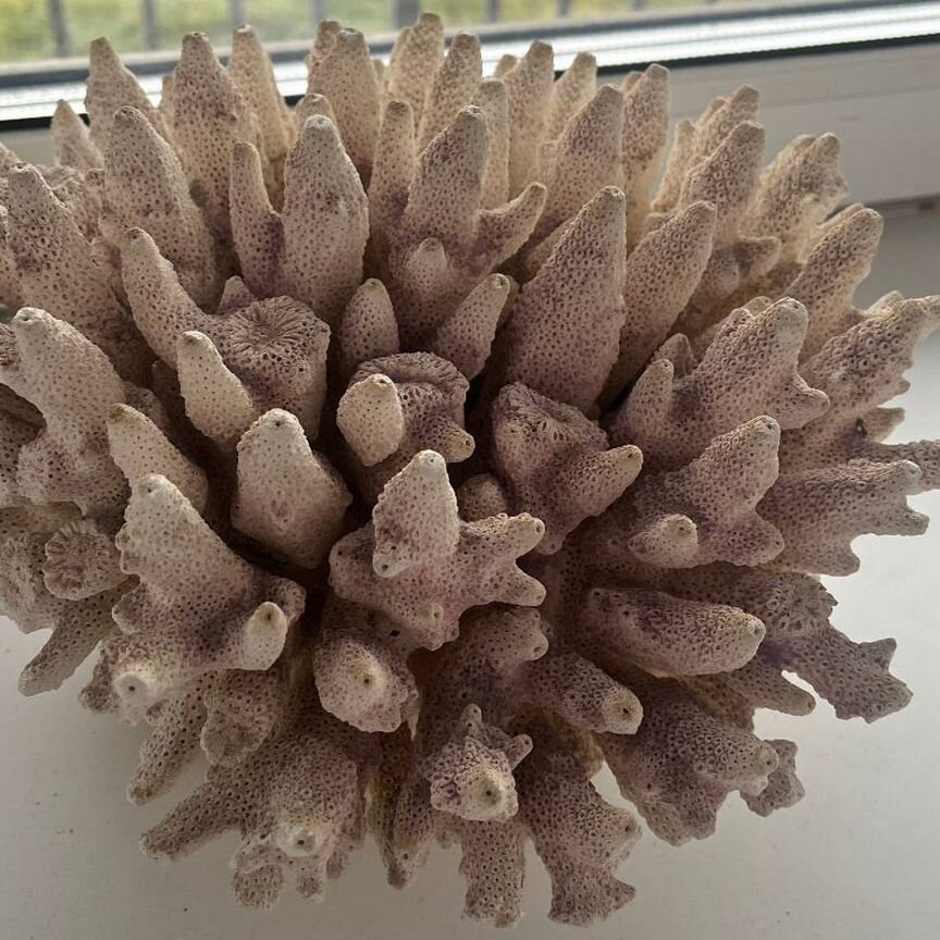 Кораллы в аквариум