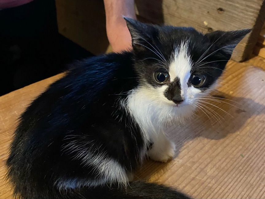 Котенок мальчик бесплатно