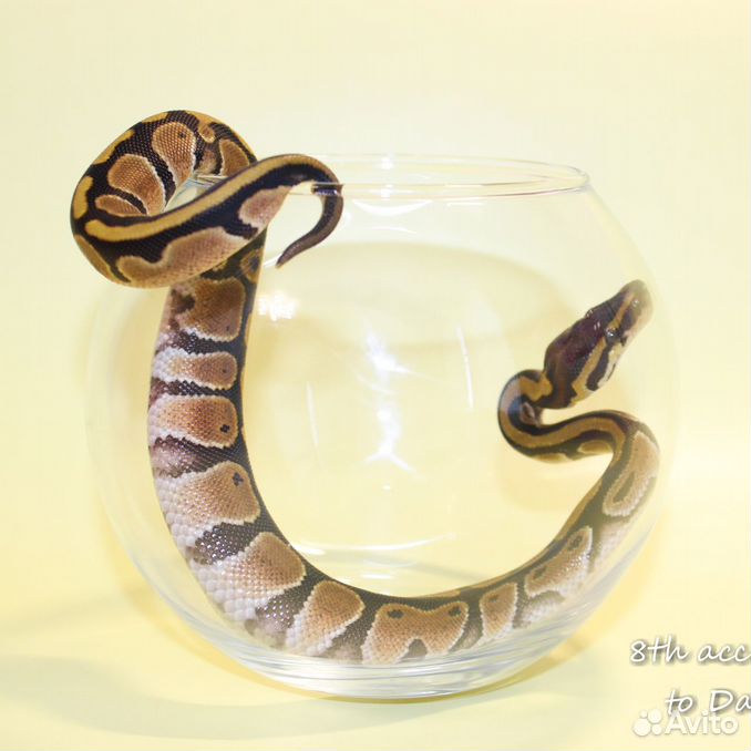 Королевская змея