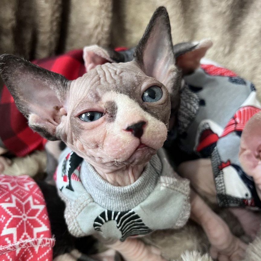 Канадский сфинкс котёнок