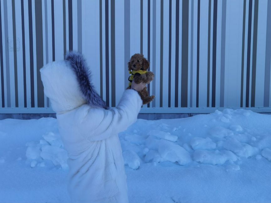 Мальтипу f1 девочка