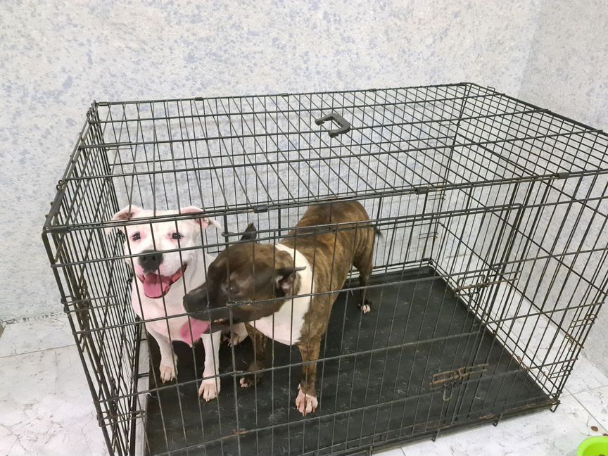 Стаф Американский стаффордширскийтерьеры