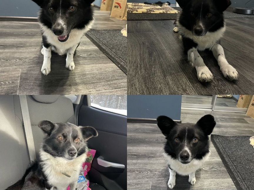 Собака в добрые руки