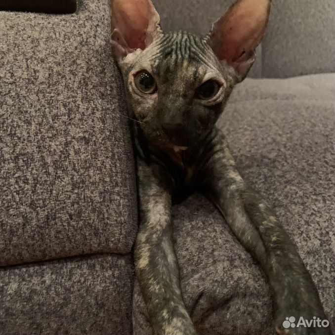 Продаю кошечку Донской Сфинкс