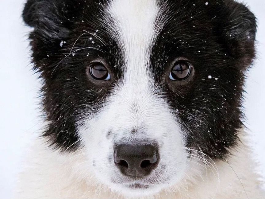 Щенок в добрые руки бесплатно