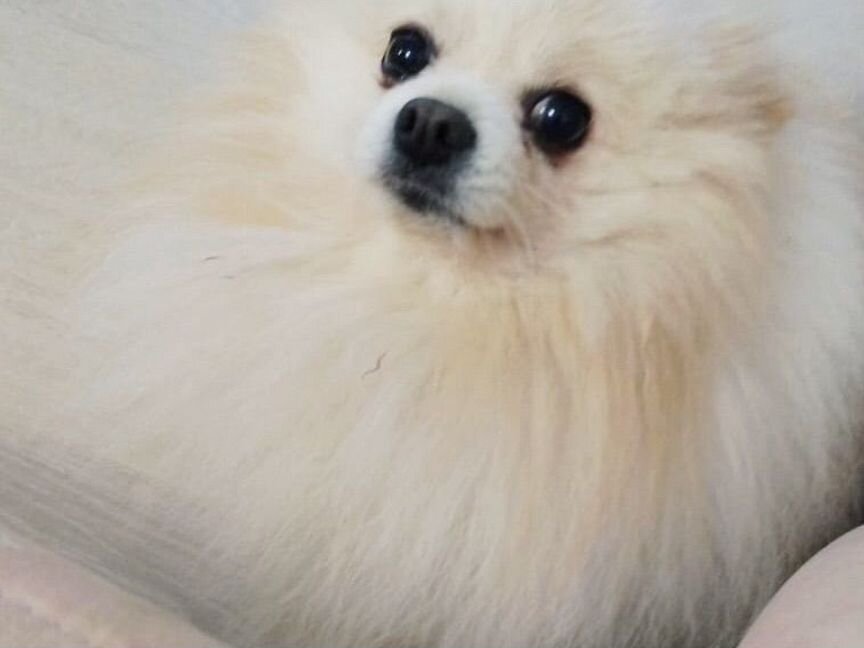 Вязка померанцкого шпица белого