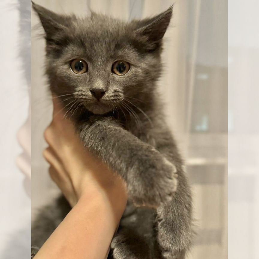 Русский голубой котёнок