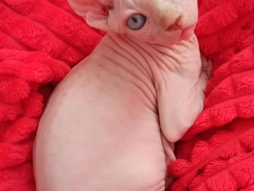 Канадский сфинкс эльф котенок