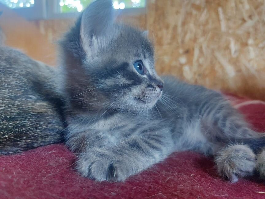 Дымчатый котенок 1,5месяца
