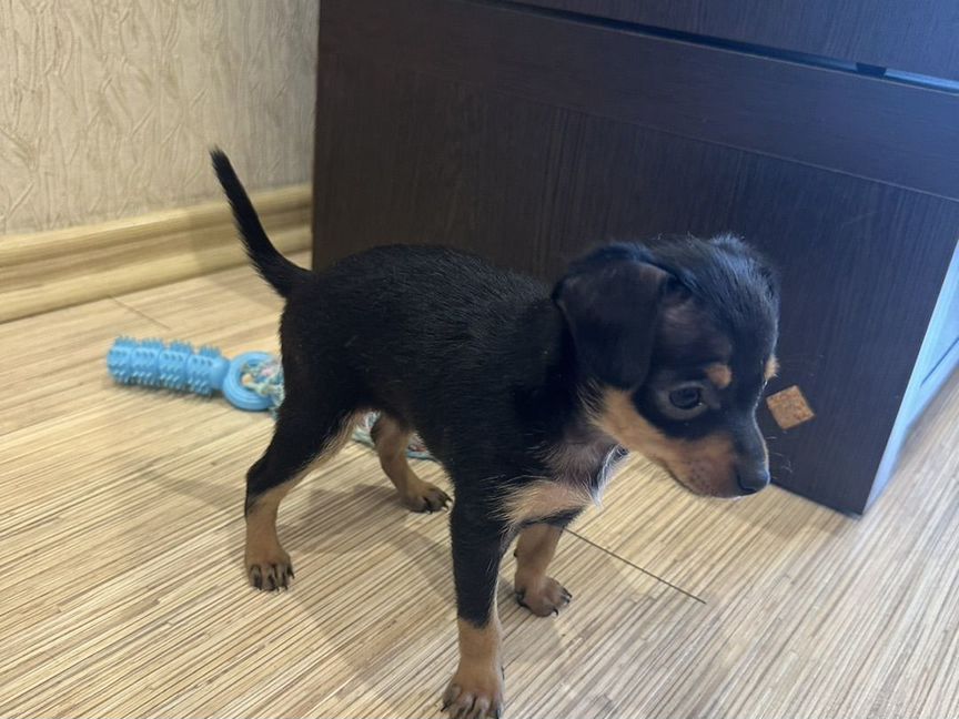 Той-терьер щенки