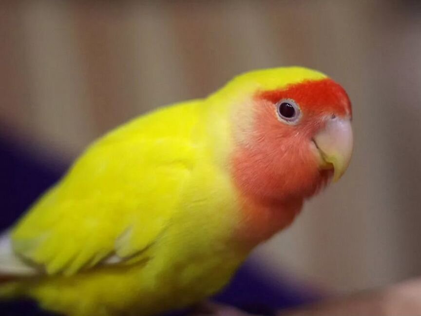 Попугай неразлучник с клеткой