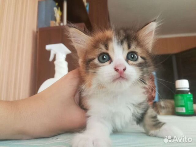 Котята курильский бобтейл