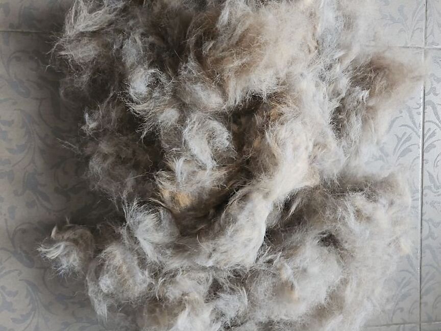 Шерсть собаки. Сиба-ину