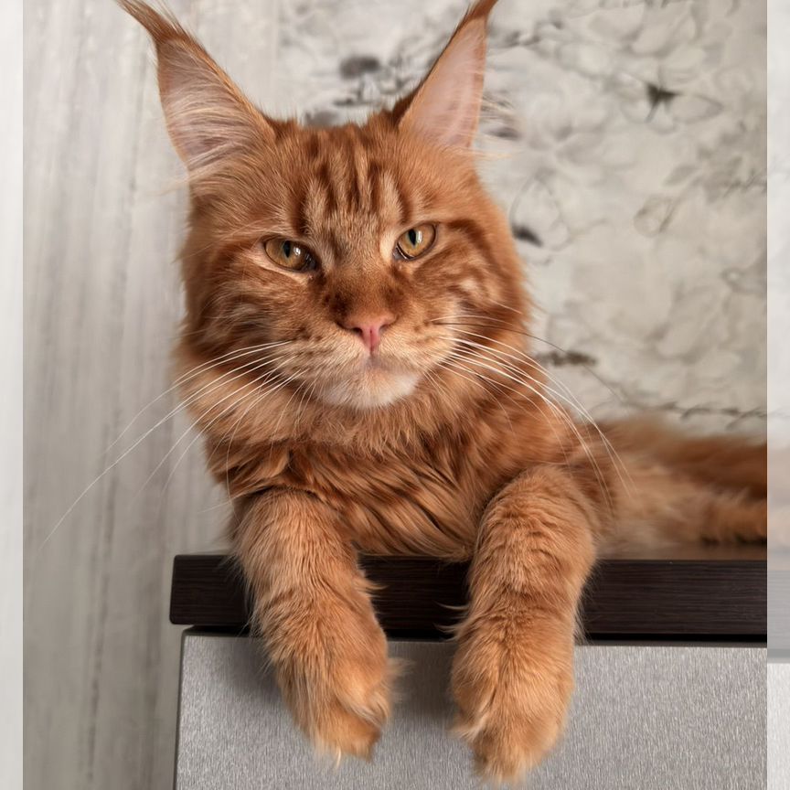 Мейн-кун, взрослый кот