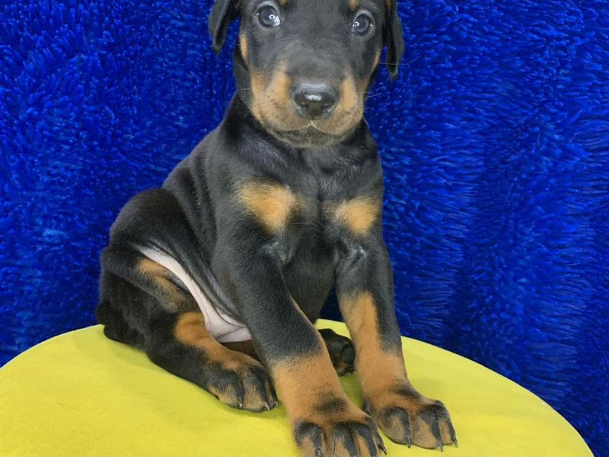 Добер детки