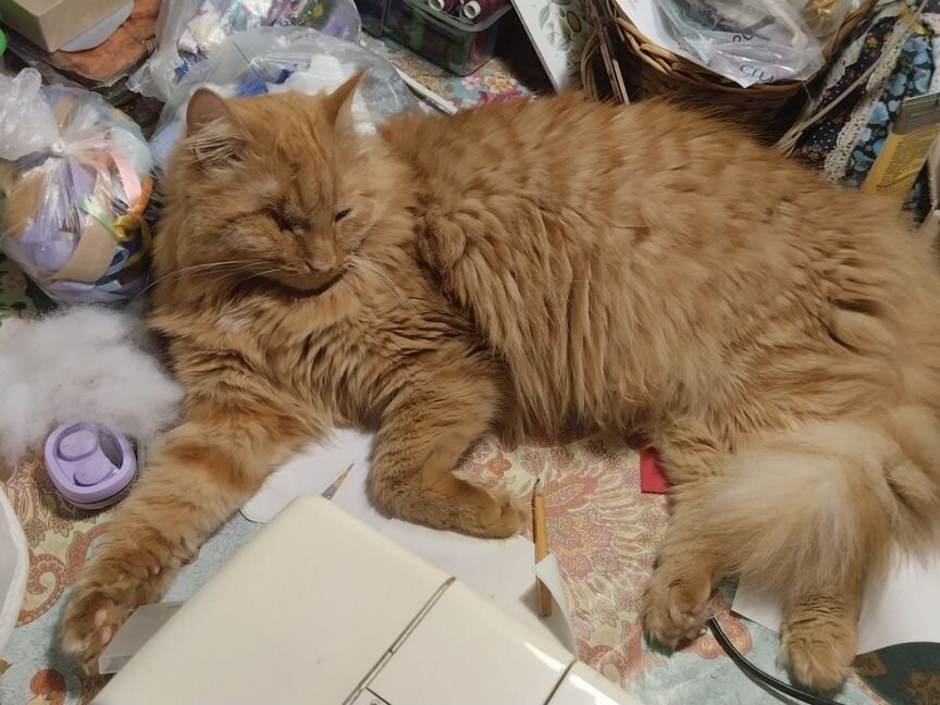 Кот в добрые руки