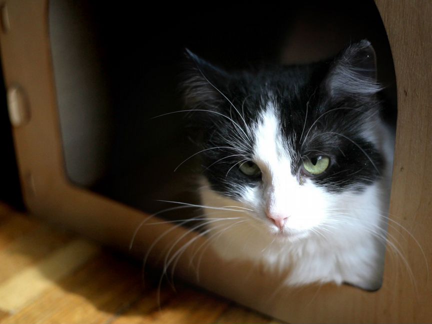 Кошки из приюта бесплатно