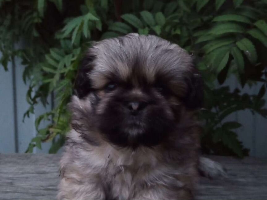 Щенки пекинеса