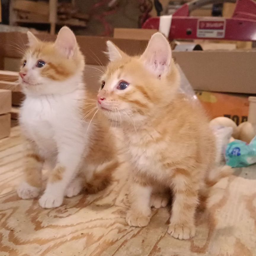 Котята рыжие мальчики