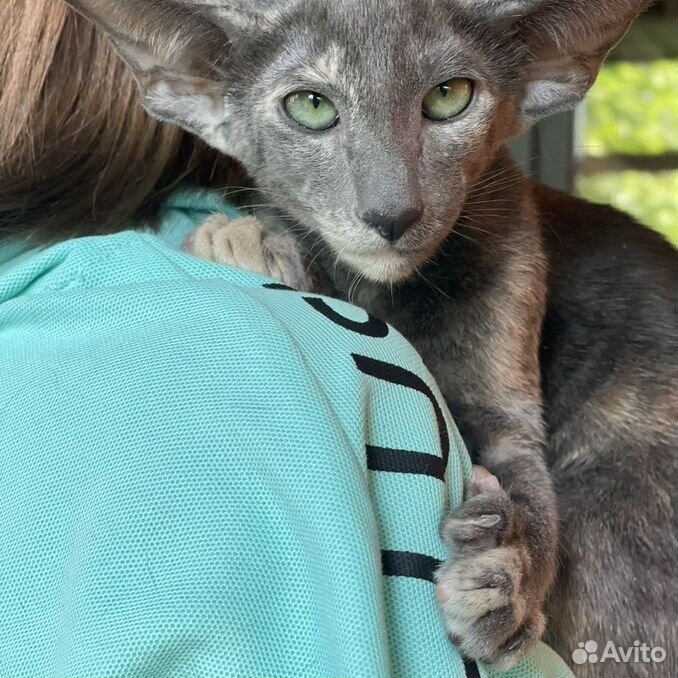 Ориентальные котята продажа