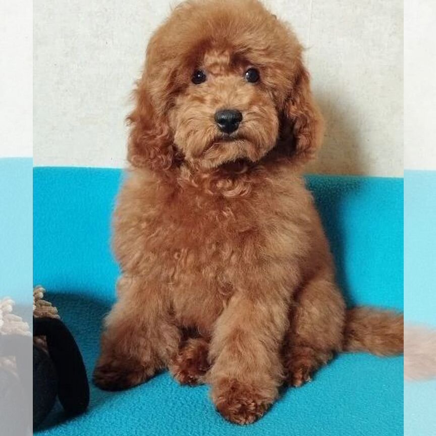 Пудель, щенок