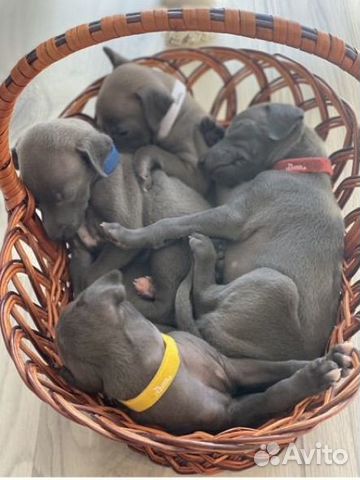 Царские игрушки щенки левретки