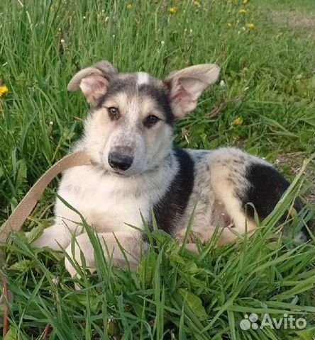 Щенок- красавчик Бари ищет дом