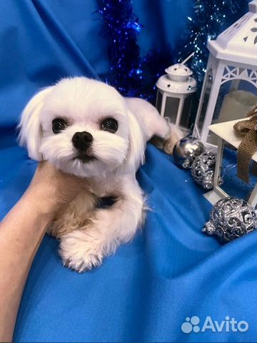 Миниатюрная взрослая девочка 6,5 лет