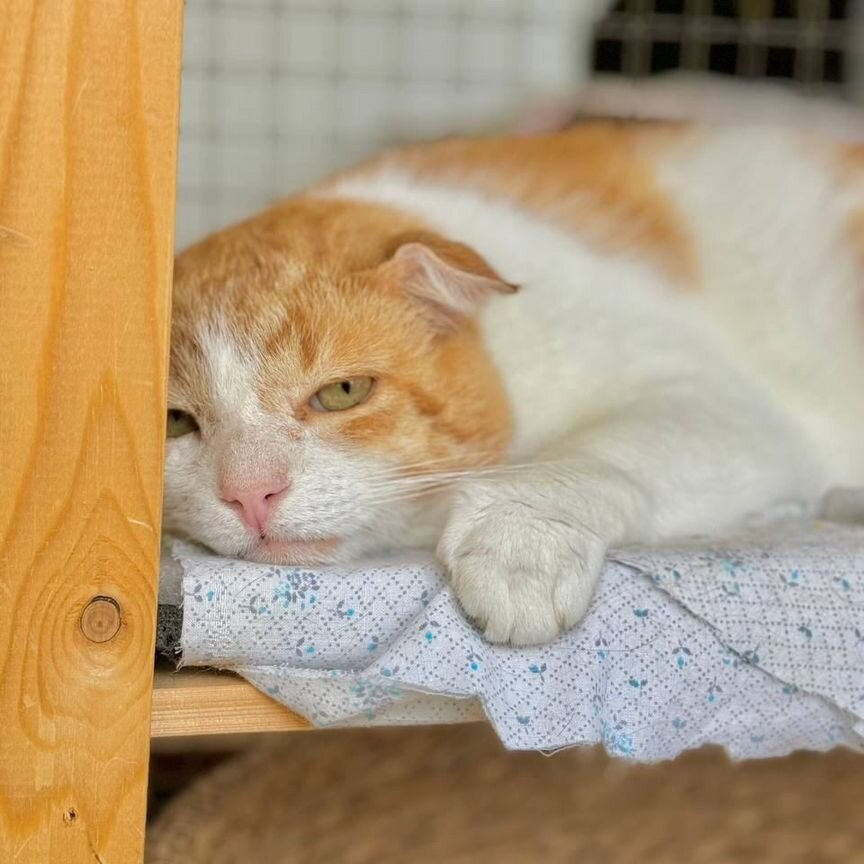 Кот мечтает о доме